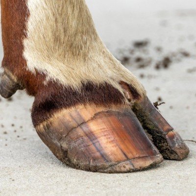 Tratamentos para gabarro: é possível tratar usando remédios homeopáticos